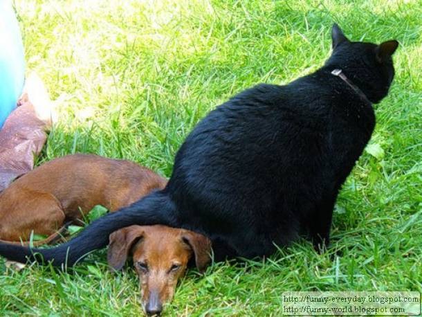 Bullying among Animals - Funny World